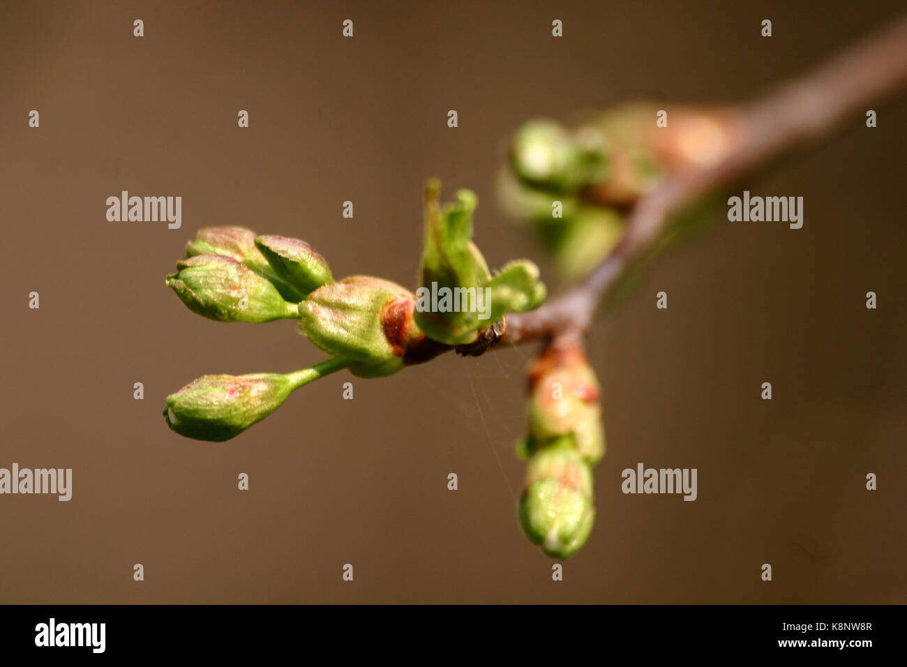 Beautiful tree buds in spring in natural habitat Stock Photo - Alamy