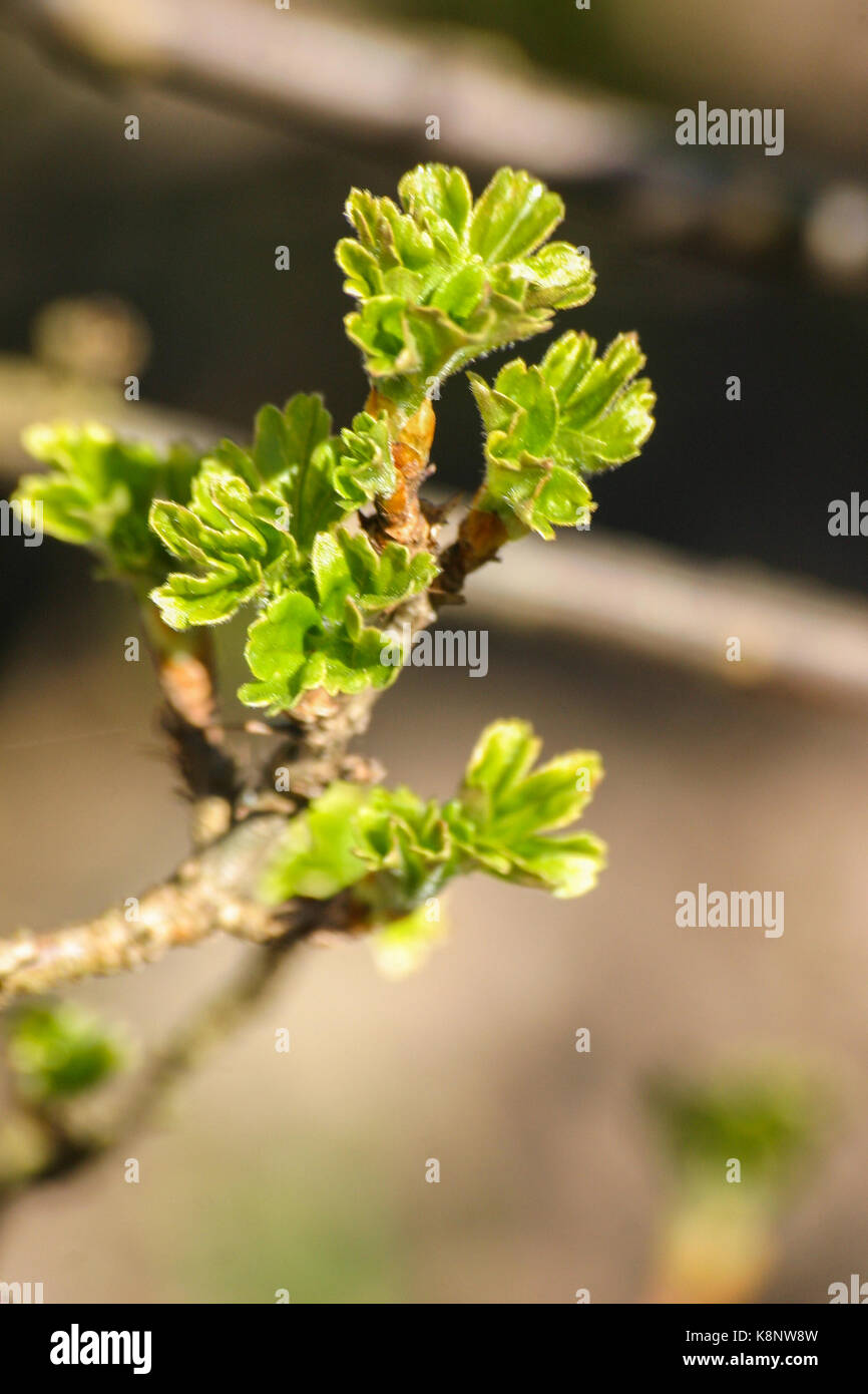 Beautiful tree buds in spring in natural habitat Stock Photo - Alamy