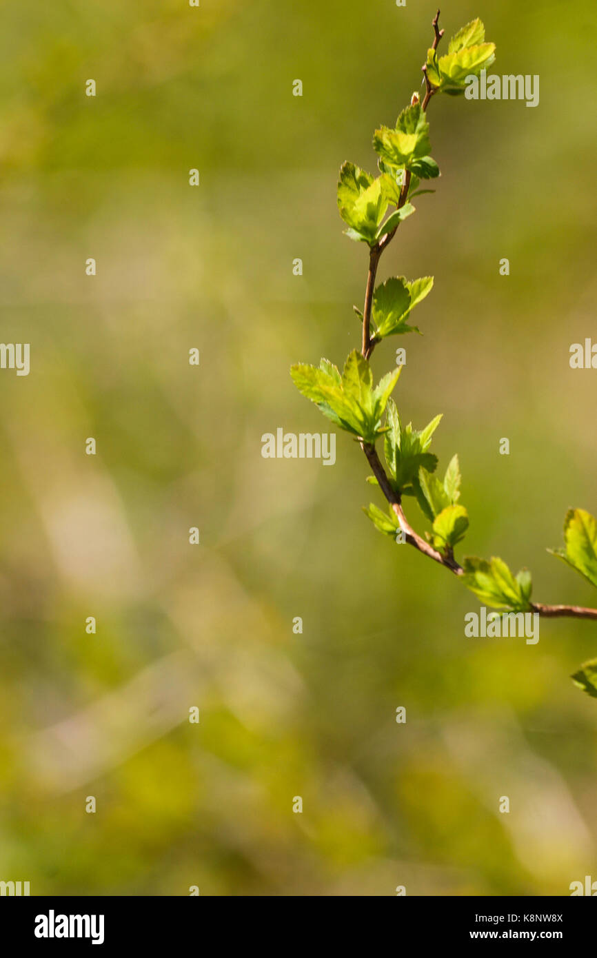 Beautiful tree buds in spring in natural habitat Stock Photo - Alamy