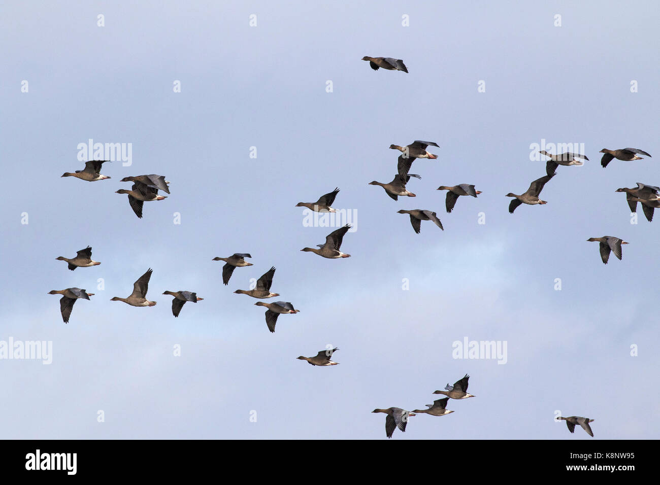Pink-footed goose Anser brachyrhynchus in flight over Udale Bay RSPB ...