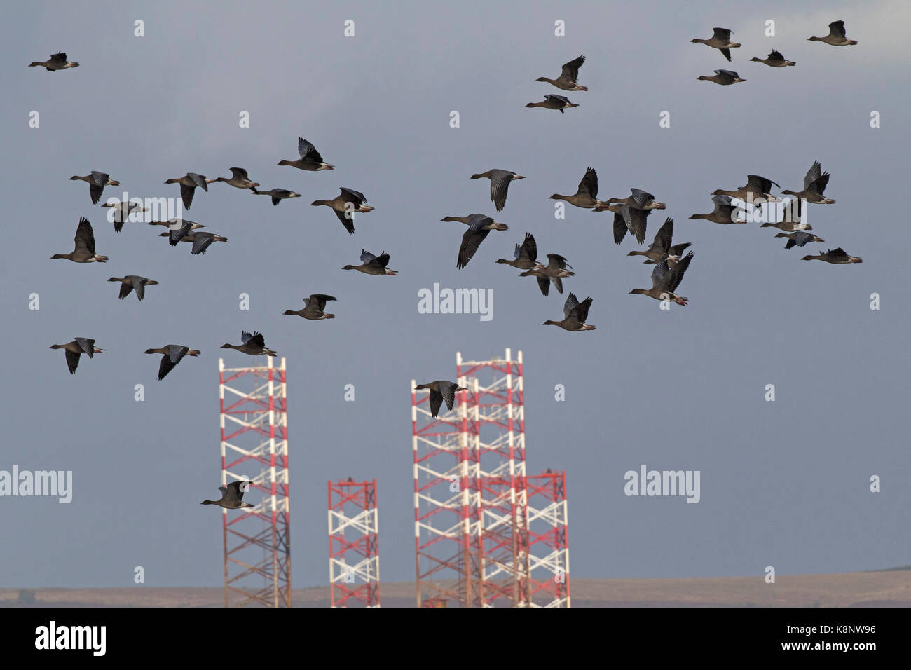 Pink-footed goose Anser brachyrhynchus in flight in front of oil rigs ...