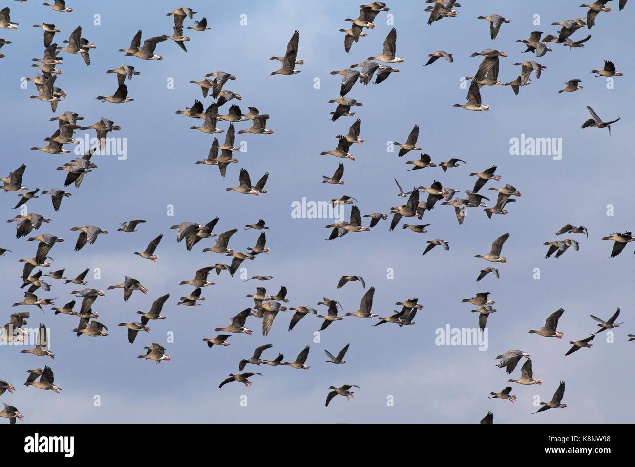Pink-footed goose Anser brachyrhynchus in flight over Udale Bay RSPB ...