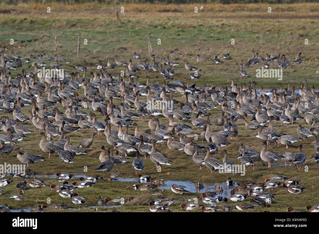 Pink-footed goose Anser brachyrhynchus flock on grassland Udale Bay ...