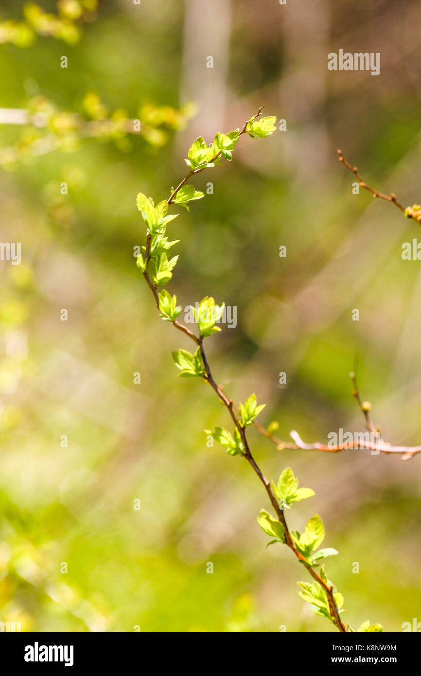 Beautiful tree buds in spring in natural habitat Stock Photo - Alamy
