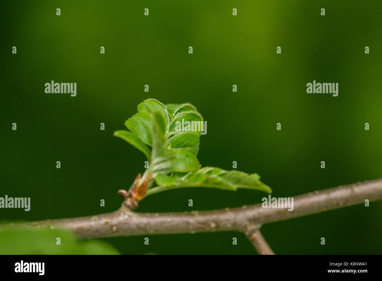 Beautiful tree buds in spring in natural habitat Stock Photo - Alamy