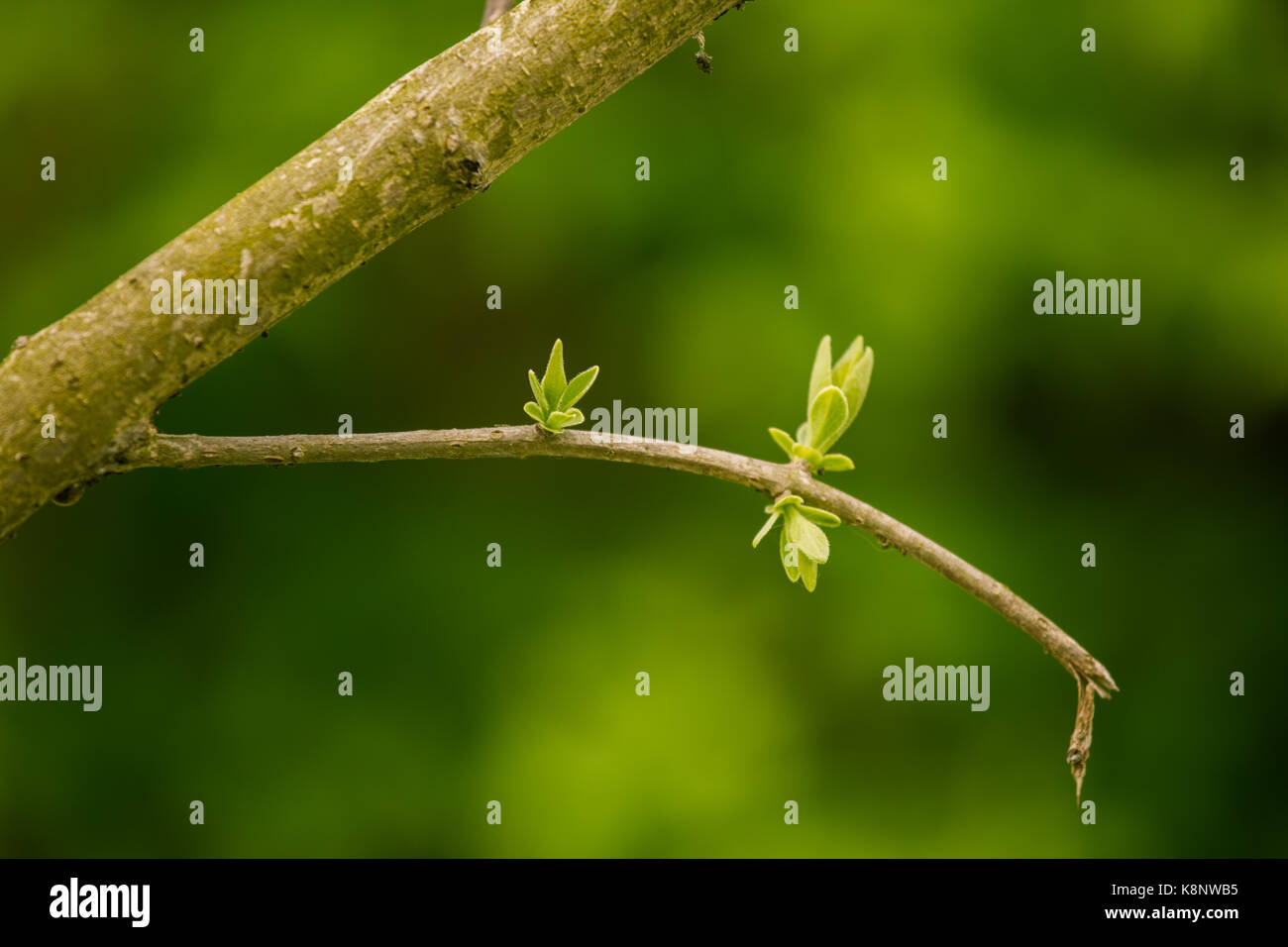 Beautiful tree buds in spring in natural habitat Stock Photo - Alamy