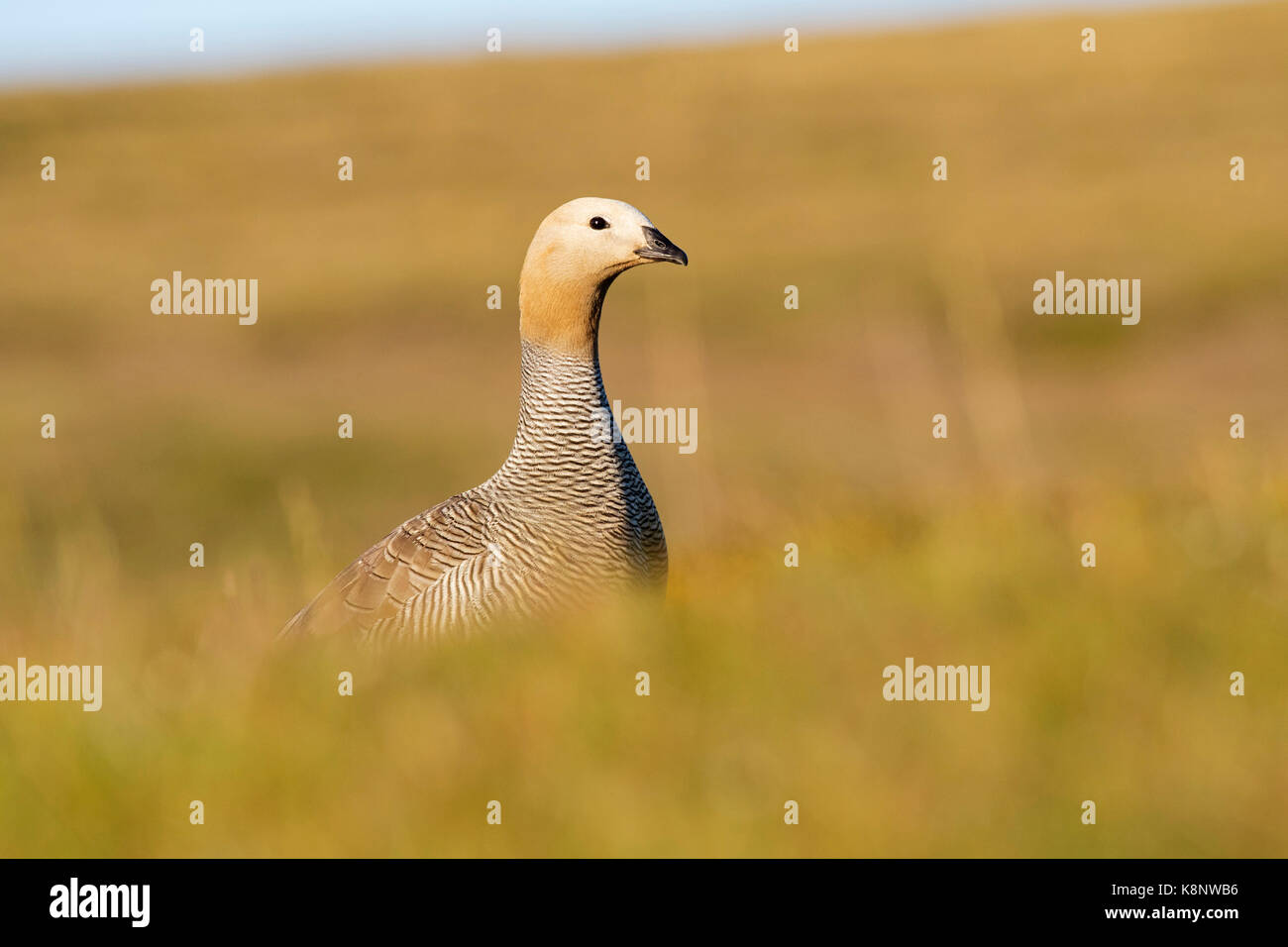 Ruddy-headed goose Chloephaga rubidiceps on grassland Darwin Falkland ...