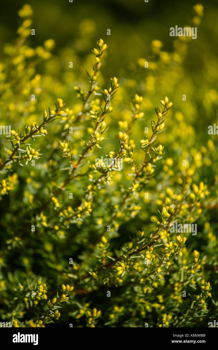 Beautiful tree buds in spring in natural habitat Stock Photo - Alamy