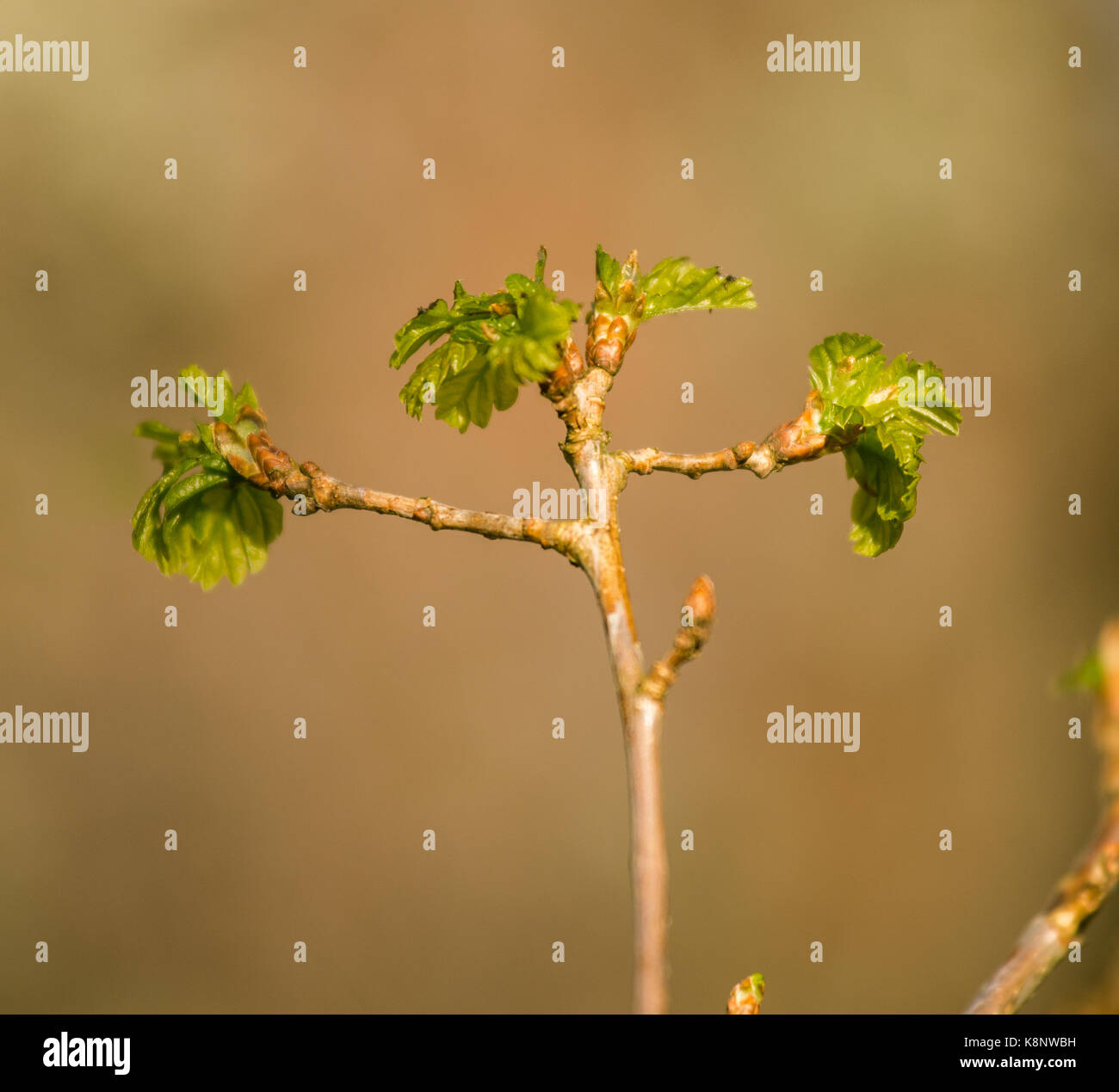 Beautiful tree buds in spring in natural habitat Stock Photo - Alamy