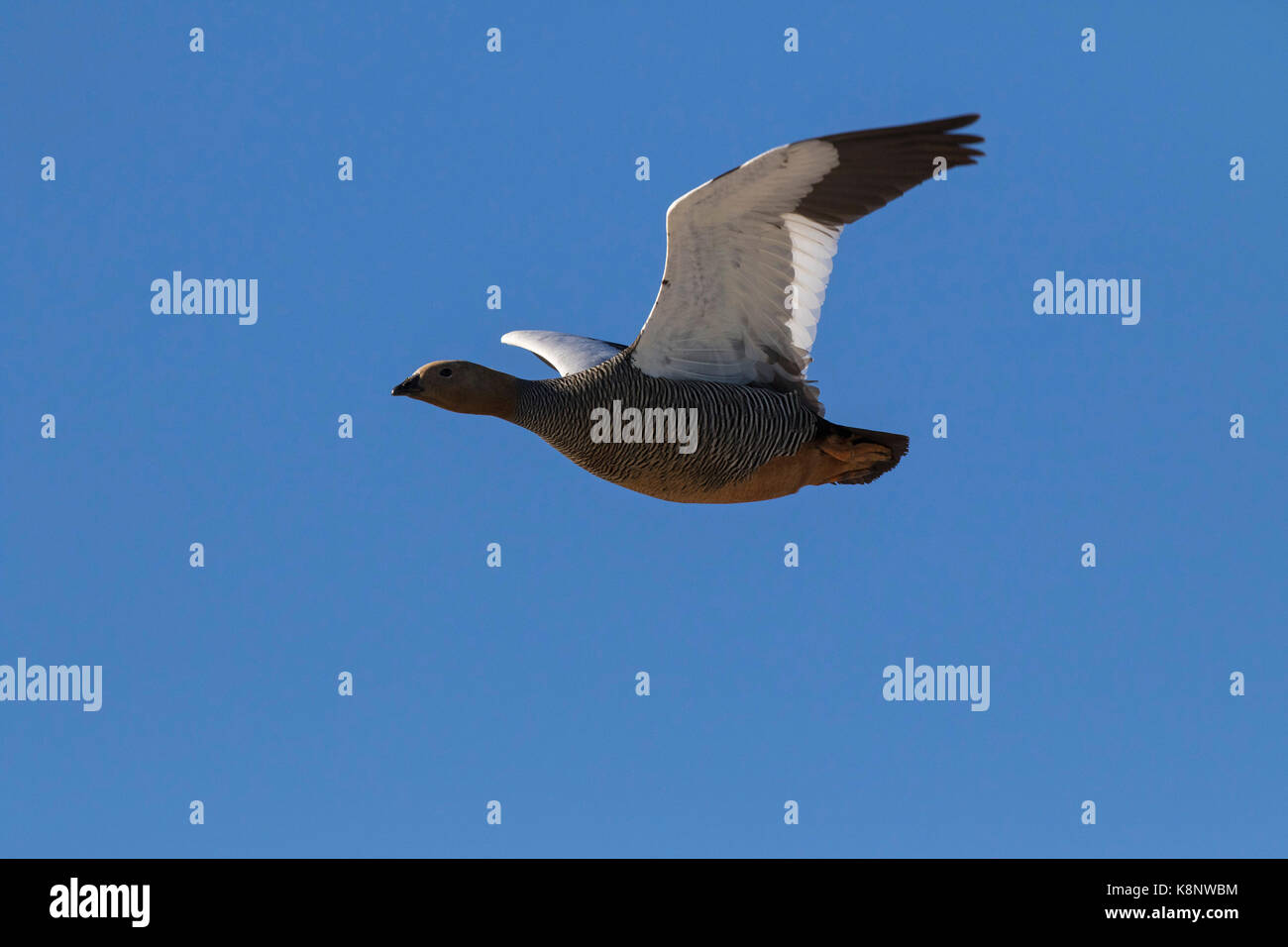Ruddy-headed goose Chloephaga rubidiceps in flight off Bleaker Island ...