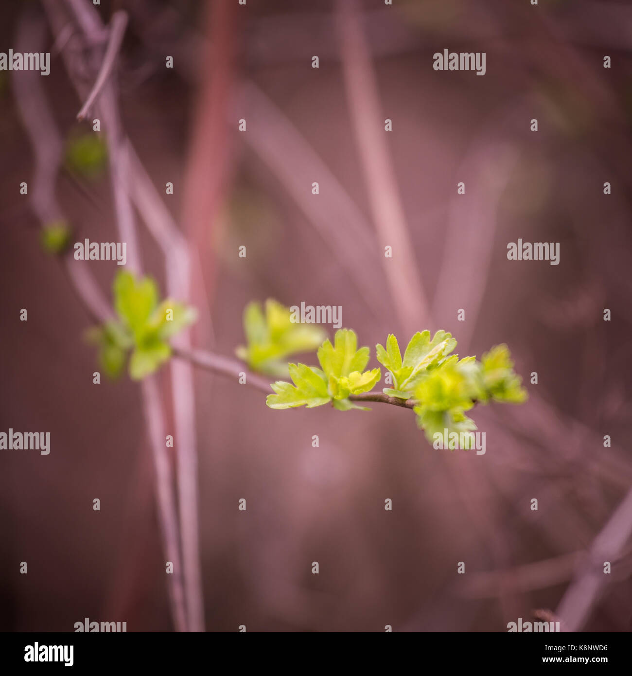 Beautiful tree buds in spring in natural habitat Stock Photo - Alamy