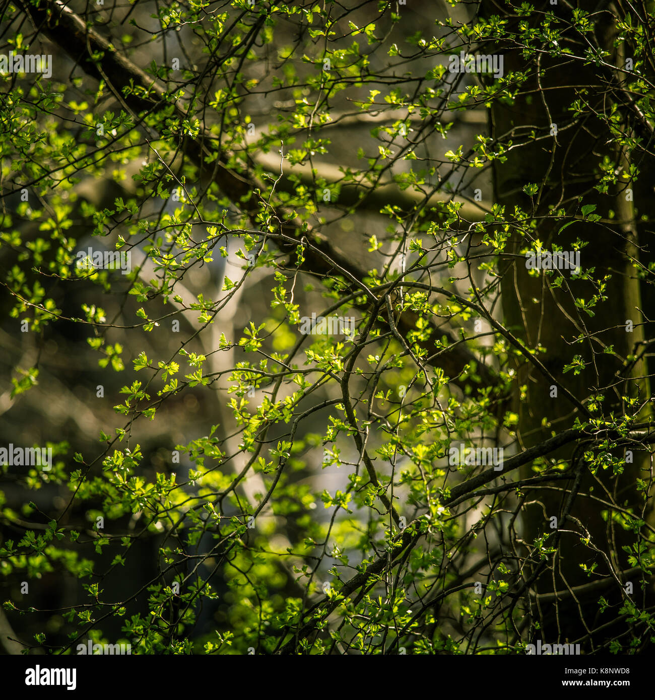 Beautiful tree buds in spring in natural habitat Stock Photo - Alamy
