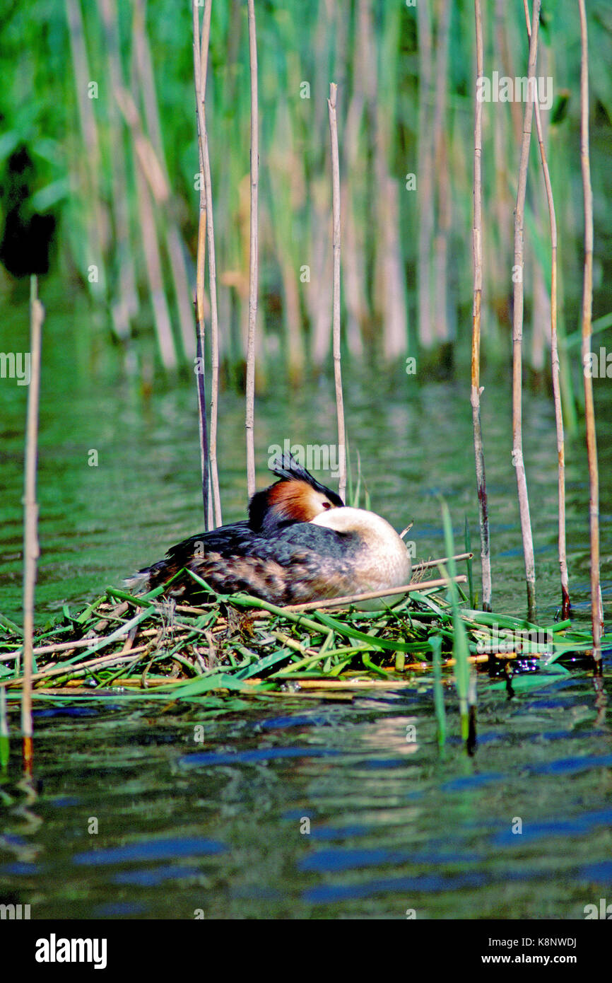 Great crested grebe Podiceps cristatus at nest River Avon near Ringwood ...