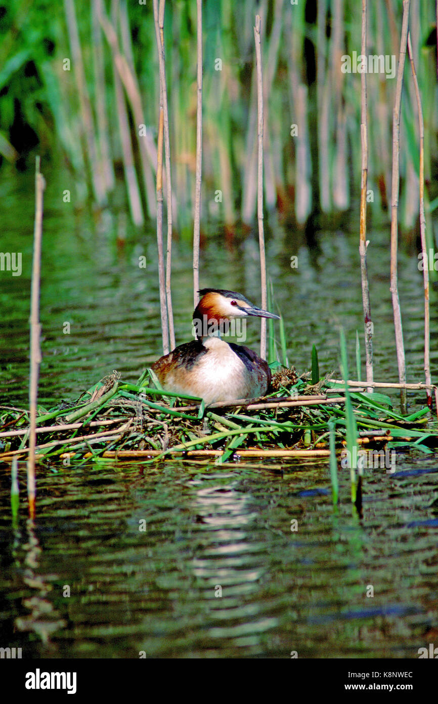 Great crested grebe Podiceps cristatus at nest River Avon near Ringwood ...
