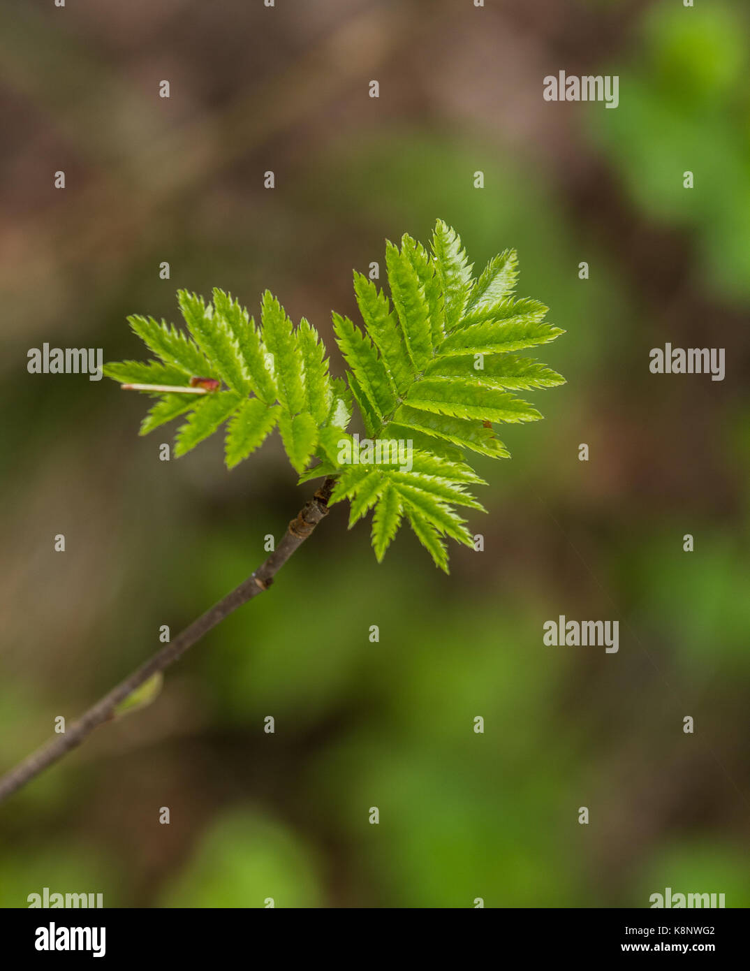 Beautiful rowan tree berries in autumn in natural habitat Stock Photo ...
