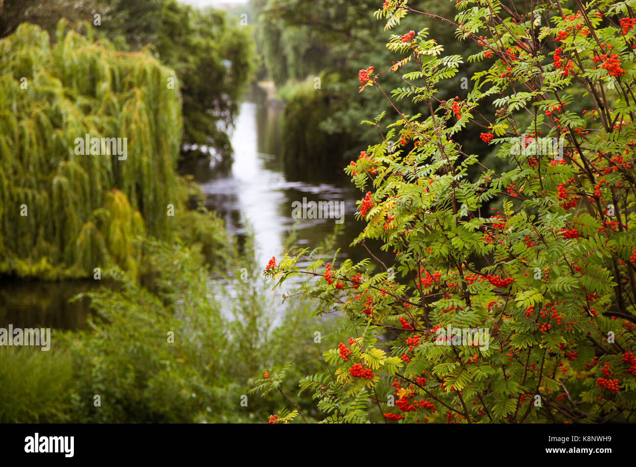 Beautiful rowan tree berries in autumn in natural habitat Stock Photo ...