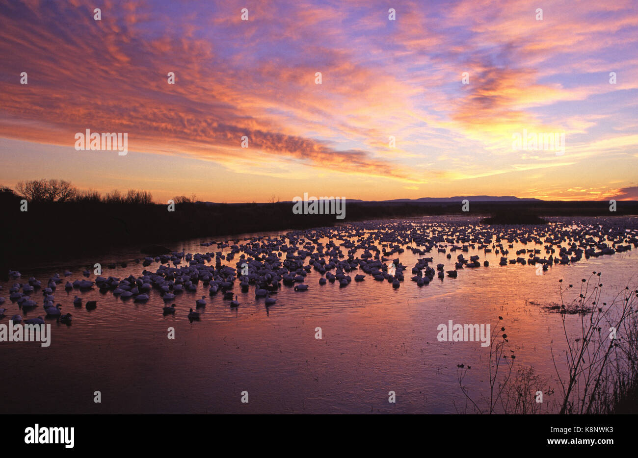 Snow goose Chen caerulescens flock roosting at dawn Bosque del Apache ...