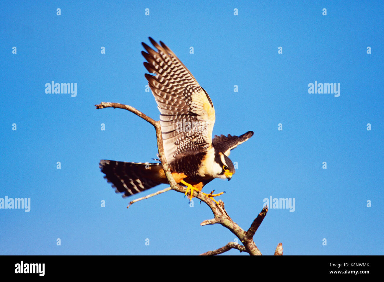 Aplomado falcon Falco femoralis landing in bare tree Laguna Atascosa ...