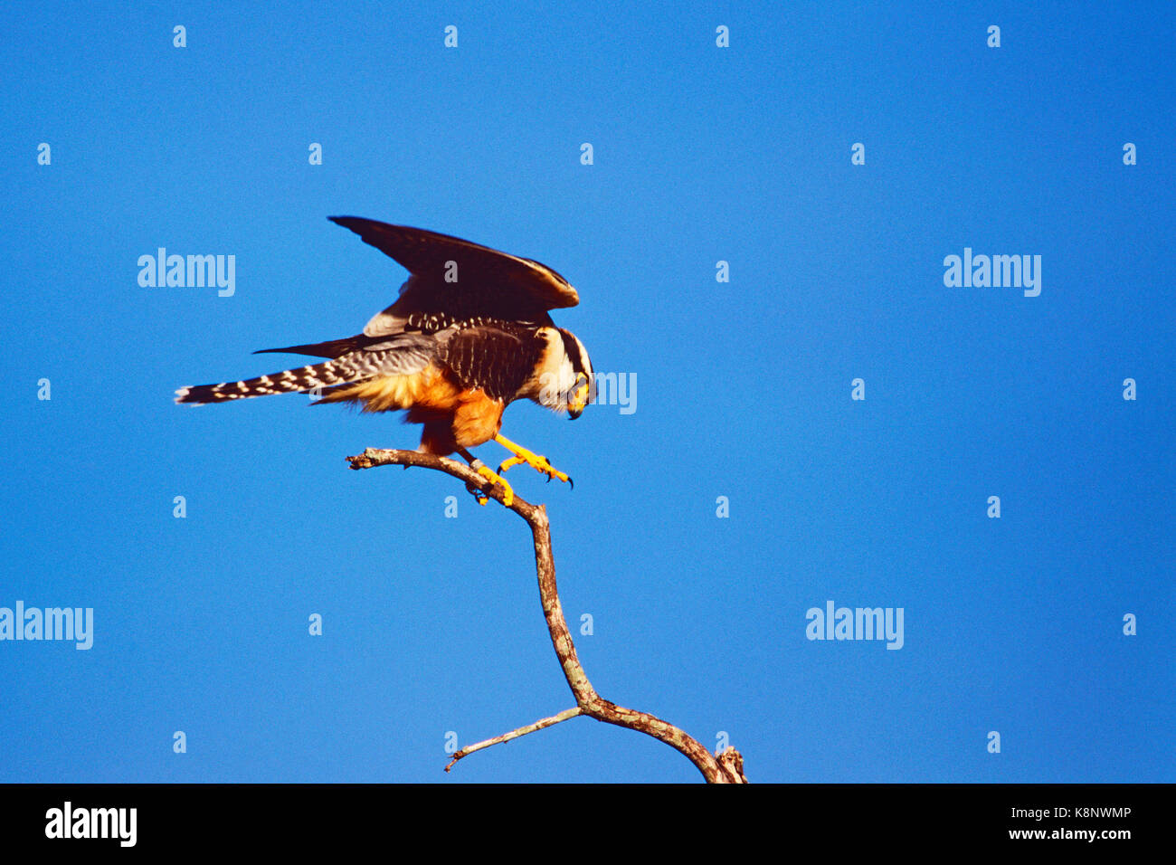 Aplomado falcon Falco femoralis landing in bare tree Laguna Atascosa ...