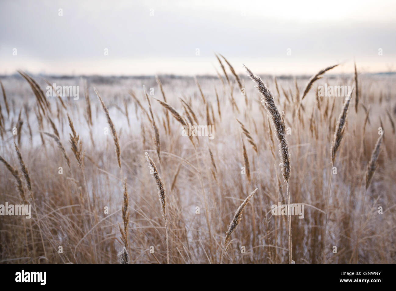 Photo of wild wheat spikelets in field Stock Photo - Alamy