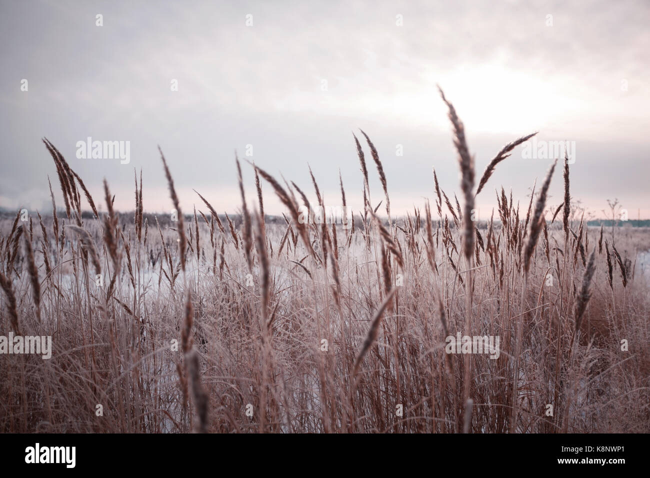 Beautiful yellow field in autumn hi-res stock photography and images ...
