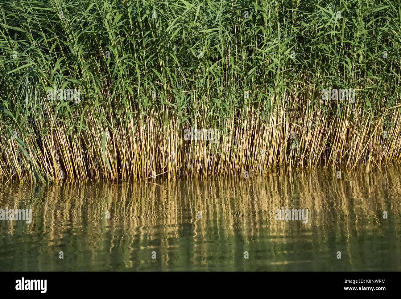 Closeup of green reed reflecting in the water Stock Photo - Alamy