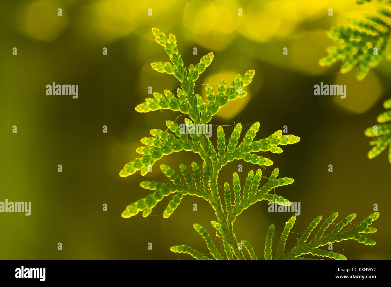 Beautiful conifer tree in natural habitat Stock Photo - Alamy