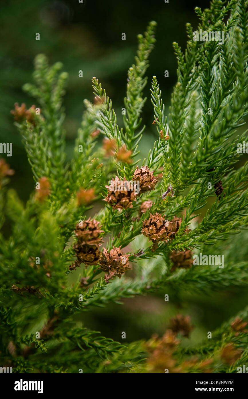 Conifer health hi-res stock photography and images - Alamy