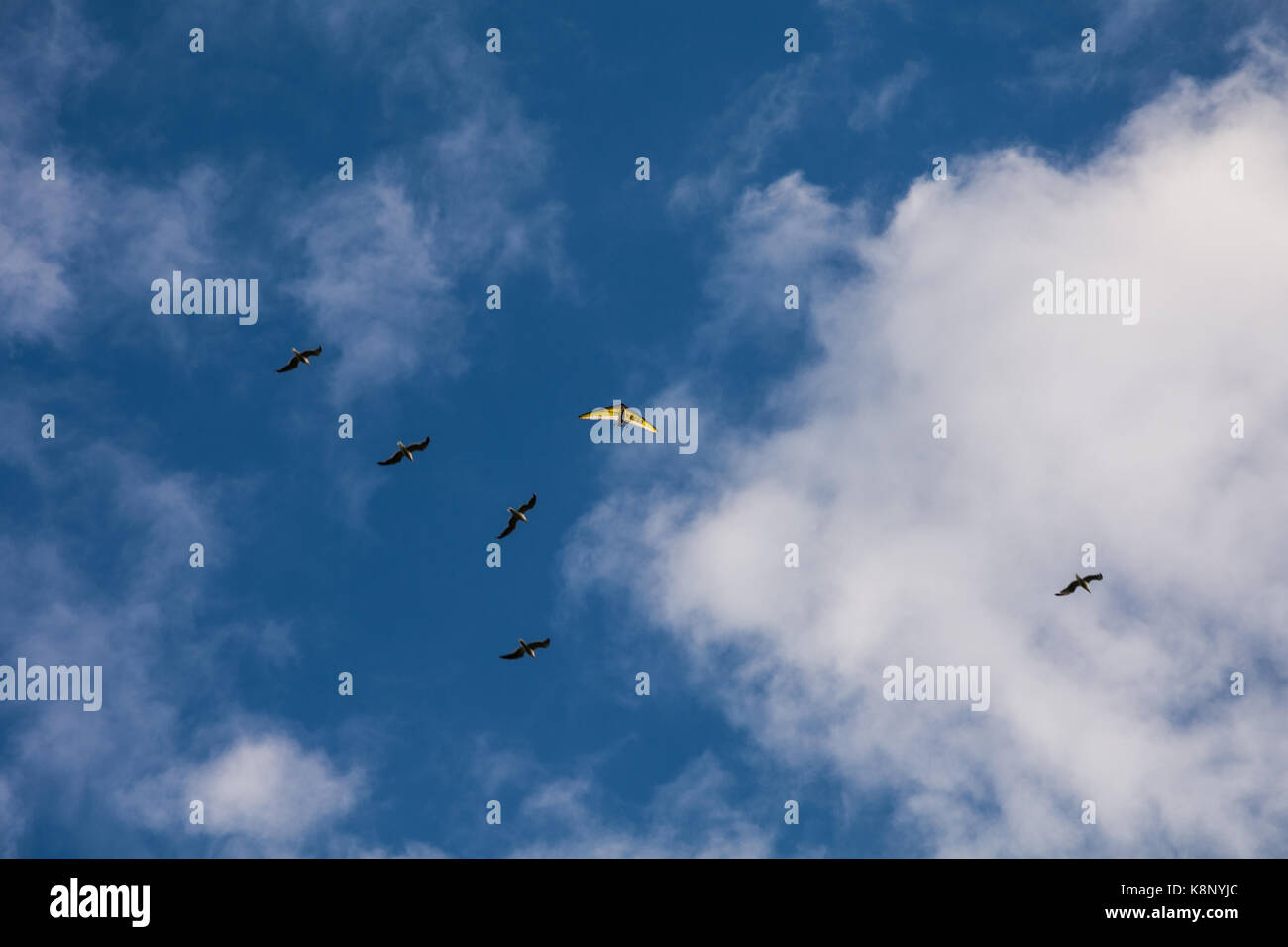 Yellow Microlight High Resolution Stock Photography and Images - Alamy