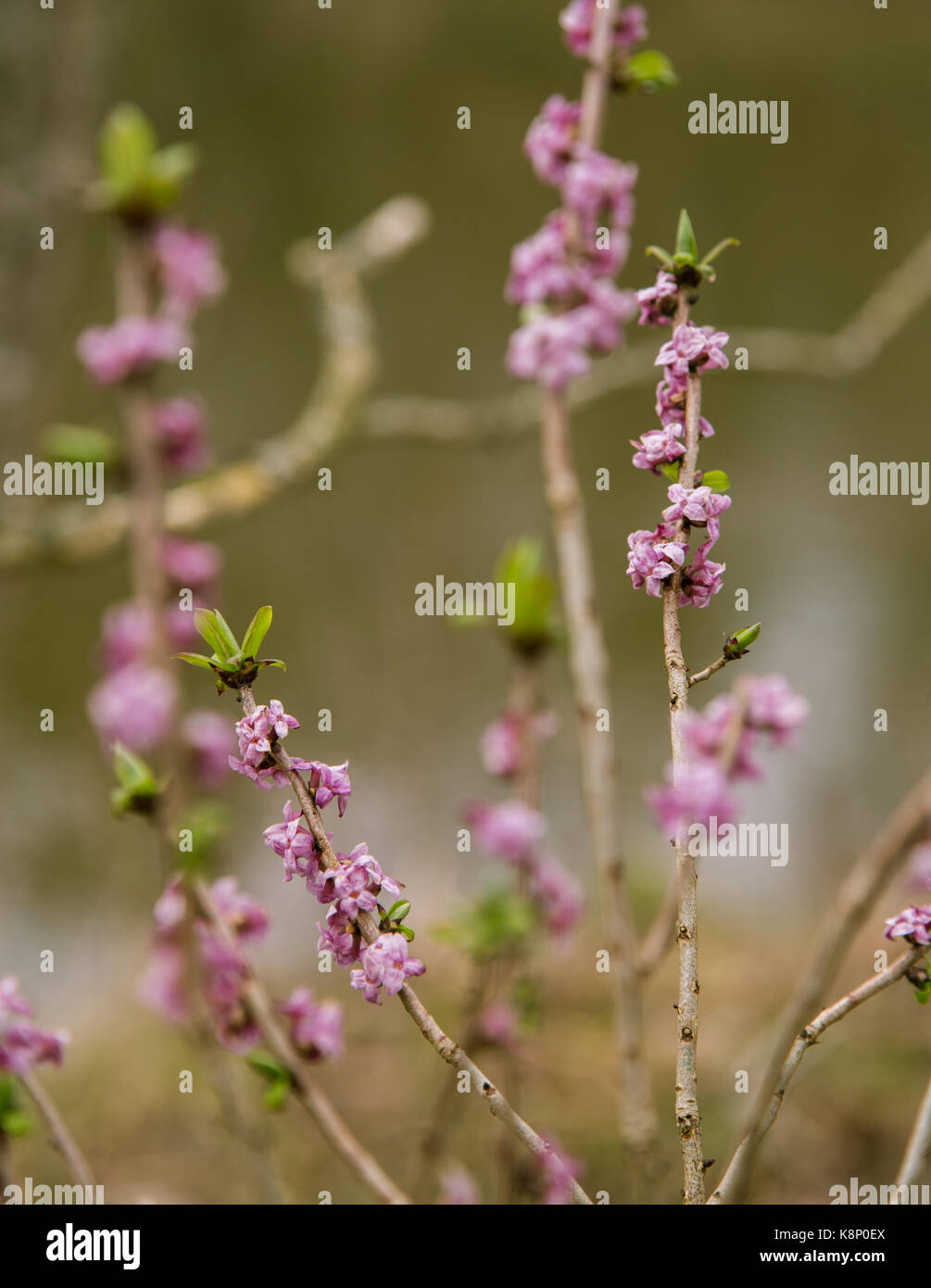 Beautiful mezereon blossoms in spring in natural habitat Stock Photo ...