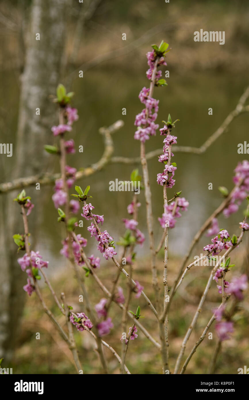 Beautiful mezereon blossoms in spring in natural habitat Stock Photo ...