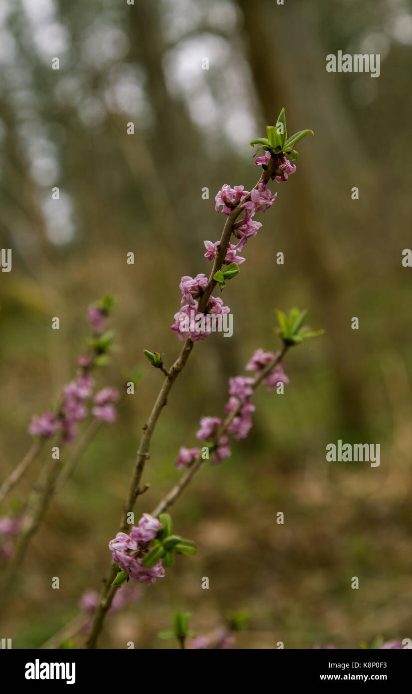 Beautiful mezereon blossoms in spring in natural habitat Stock Photo ...