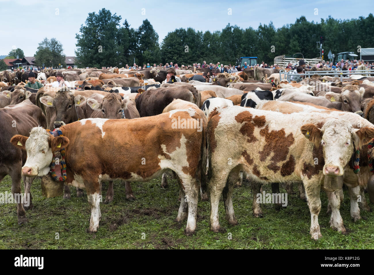 Alpine cows in Pfronten, Allgau, Bawaria, Germany Stock Photo - Alamy
