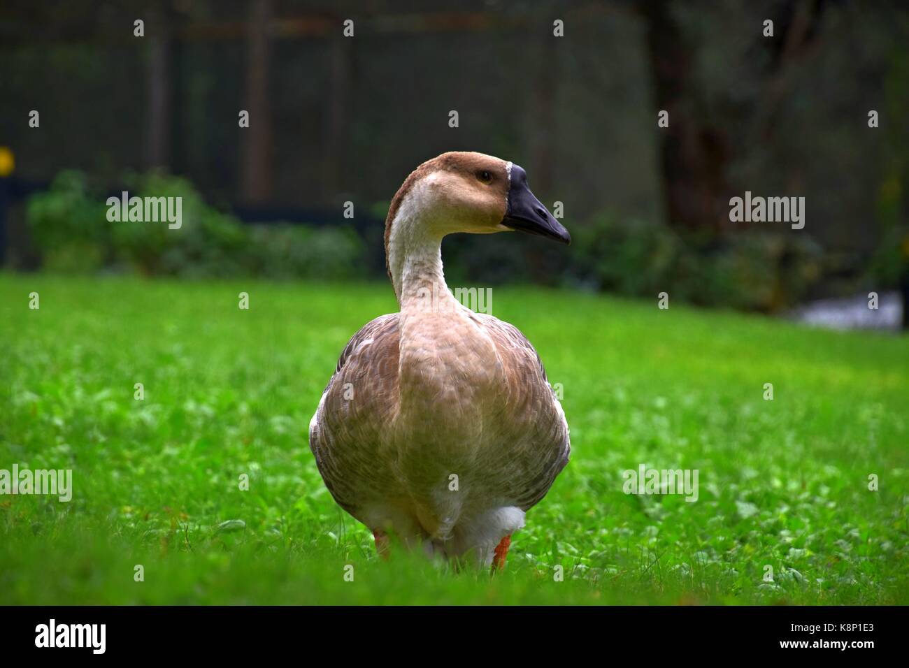 White domestic geese and wild goose (greylag goose) at lake garda ...