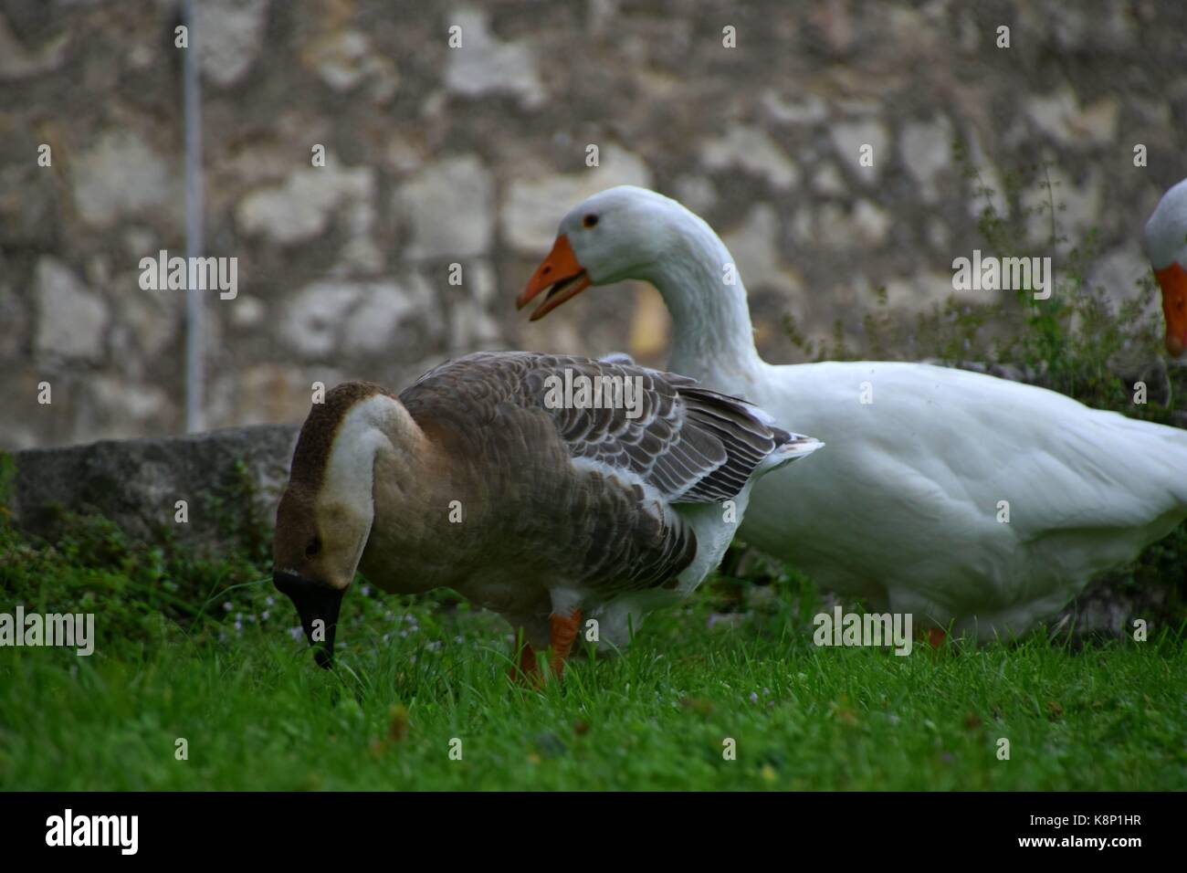 Gardasee eat hi-res stock photography and images - Alamy