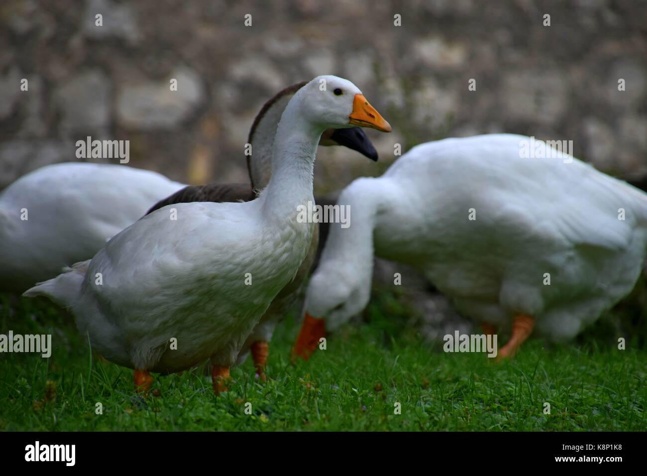 White domestic geese and wild goose (greylag goose) at lake garda ...