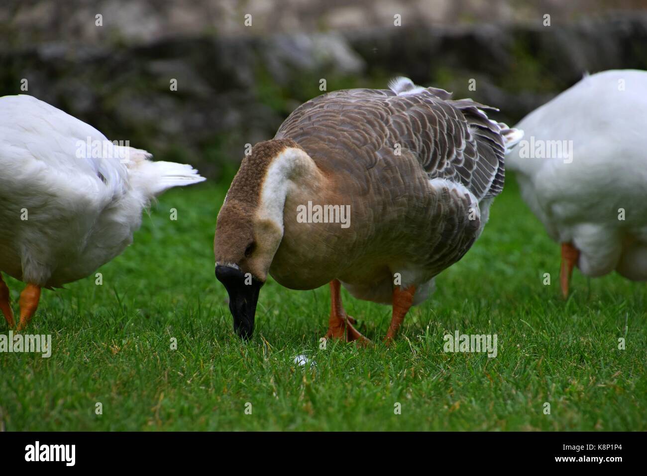 White domestic geese and wild goose (greylag goose) at lake garda ...