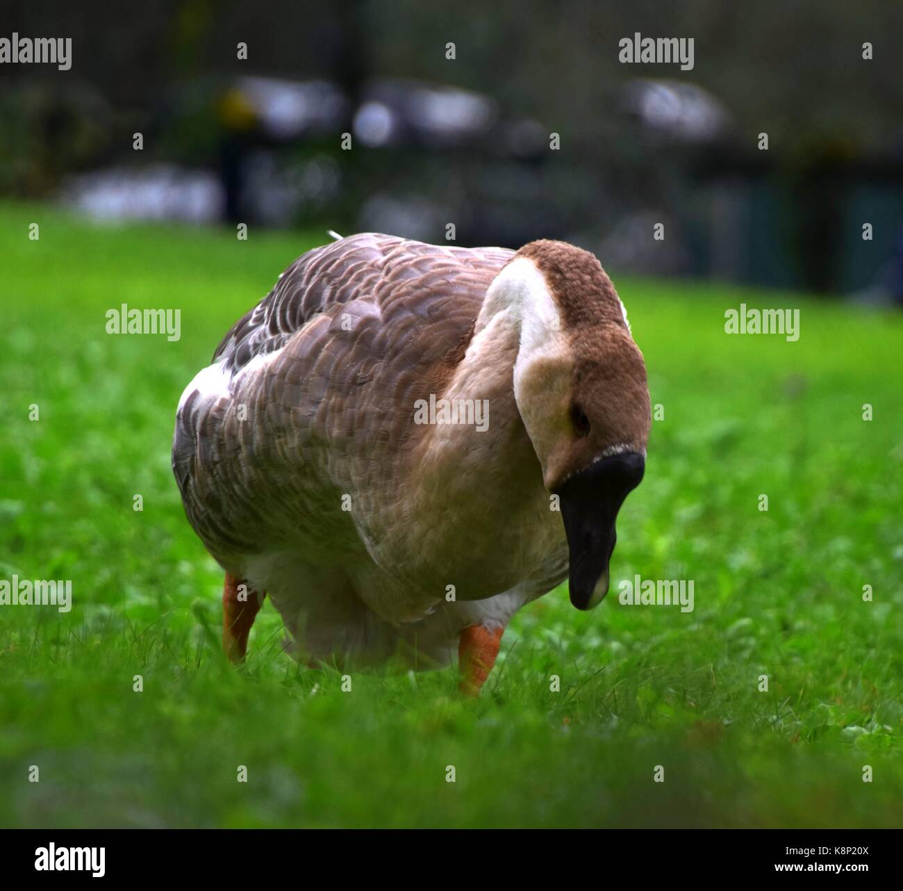 Gardasee eat hi-res stock photography and images - Alamy