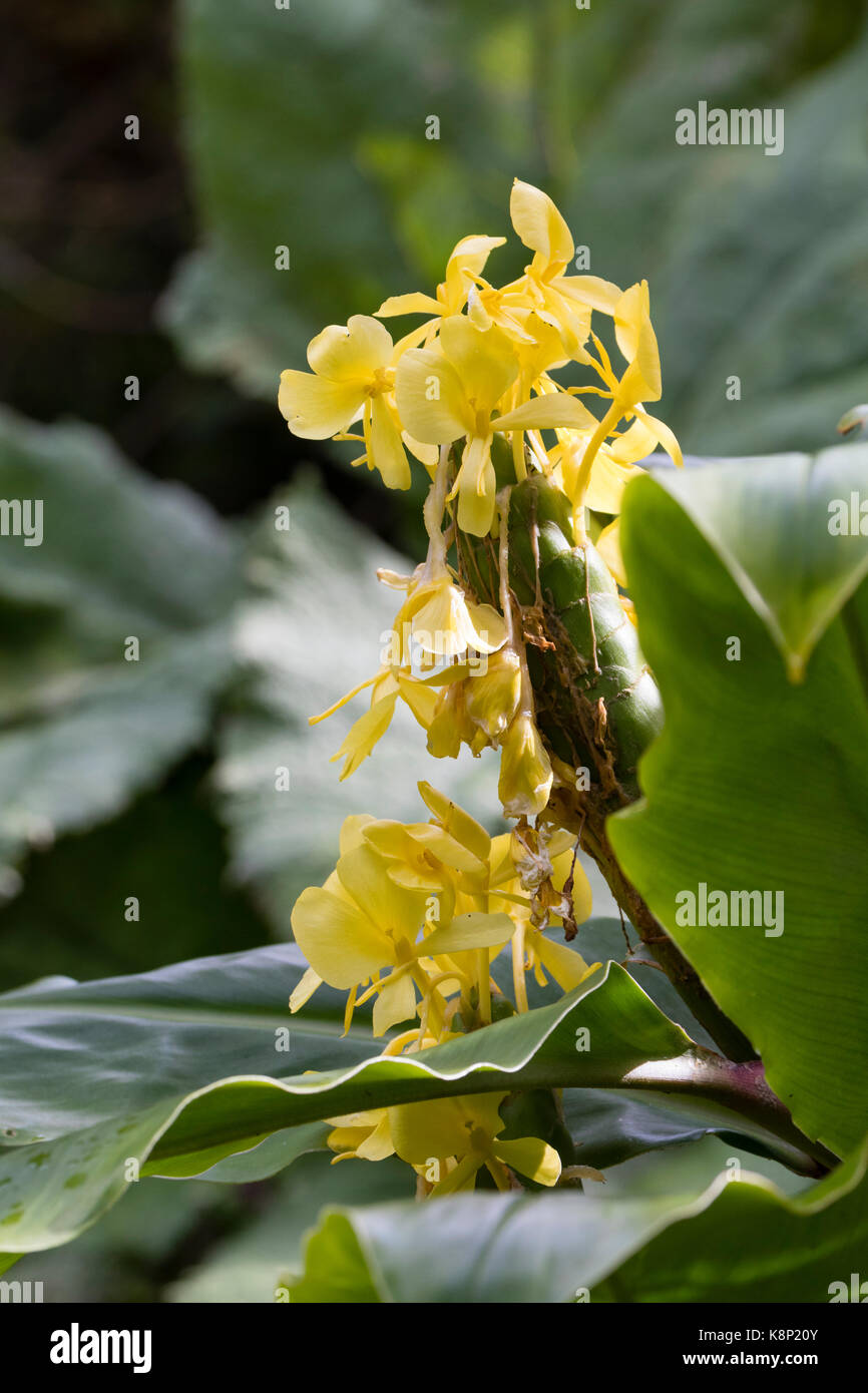 Yellow flowers in the spike of the exotic ginger lily, Hedychium wardii ...