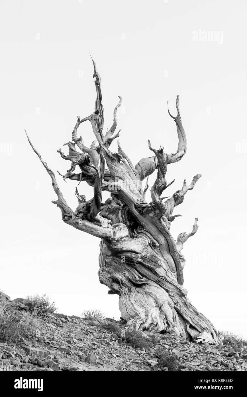 Bristlecone Pine Drawing