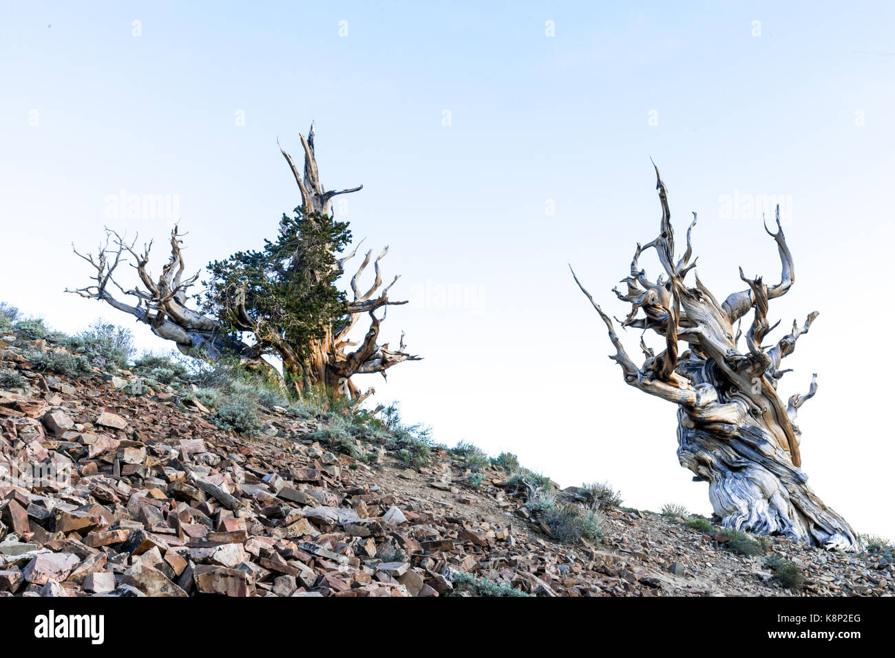 Bristle Cone Pine Stock Photo - Alamy