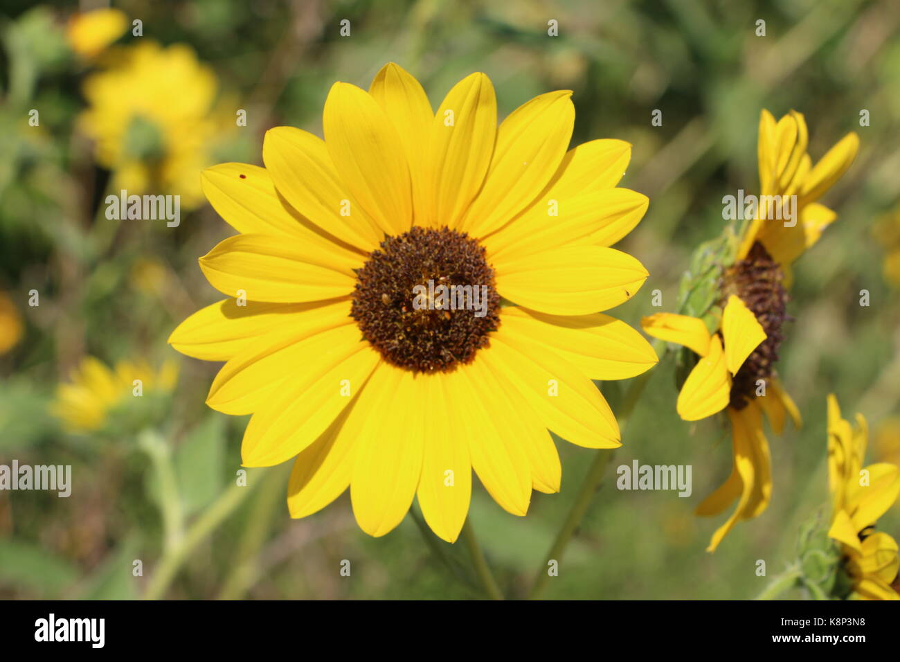 Wild sunflower on bright day in a Kansas field Stock Photo - Alamy