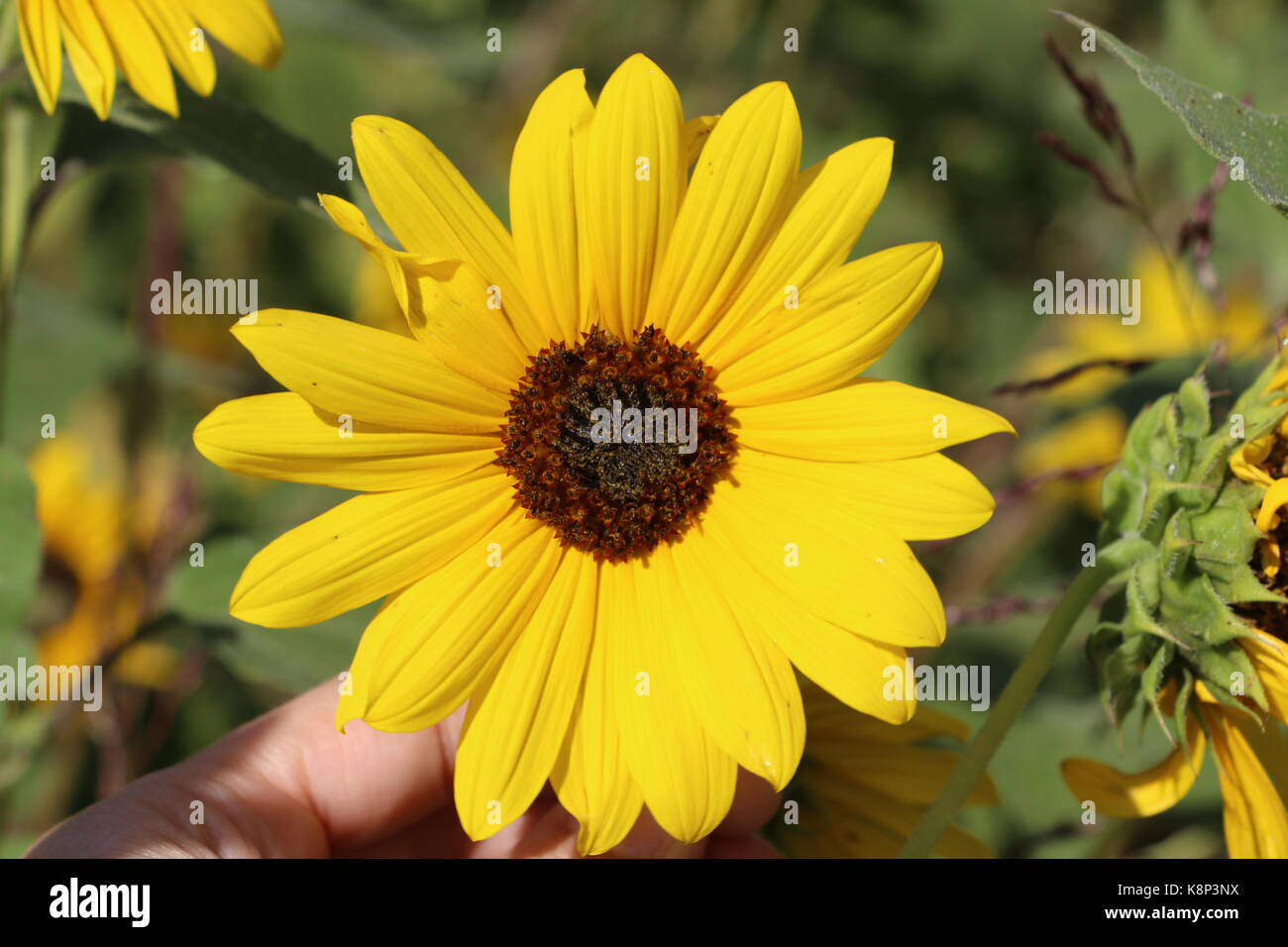 Wild sunflower on bright day in a Kansas field Stock Photo - Alamy