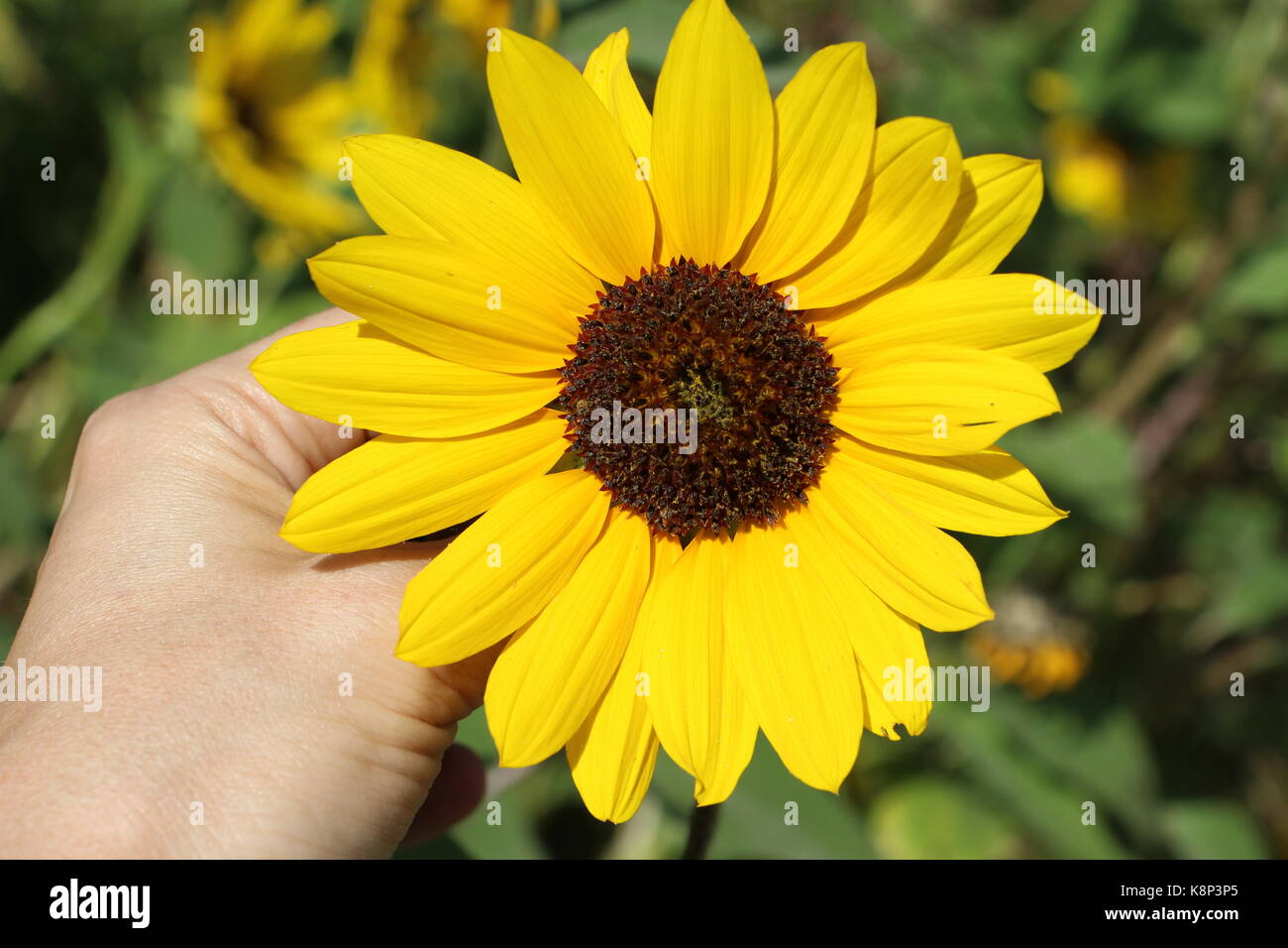 Wild sunflower on bright day in a Kansas field Stock Photo - Alamy