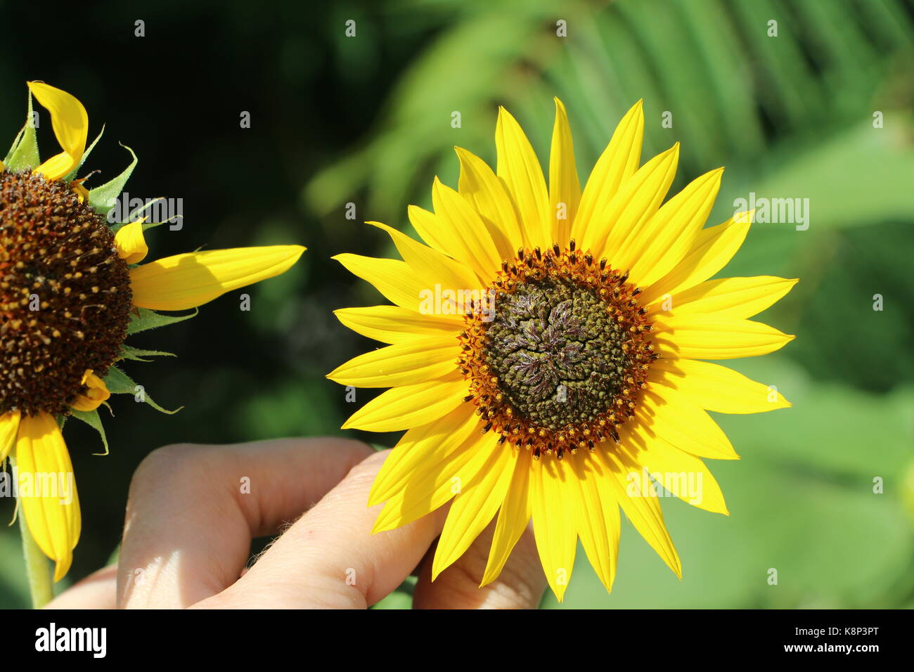 Wild sunflower on bright day in a Kansas field Stock Photo - Alamy