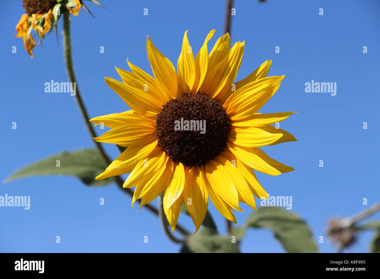 Wild sunflower on bright day in a Kansas field Stock Photo - Alamy