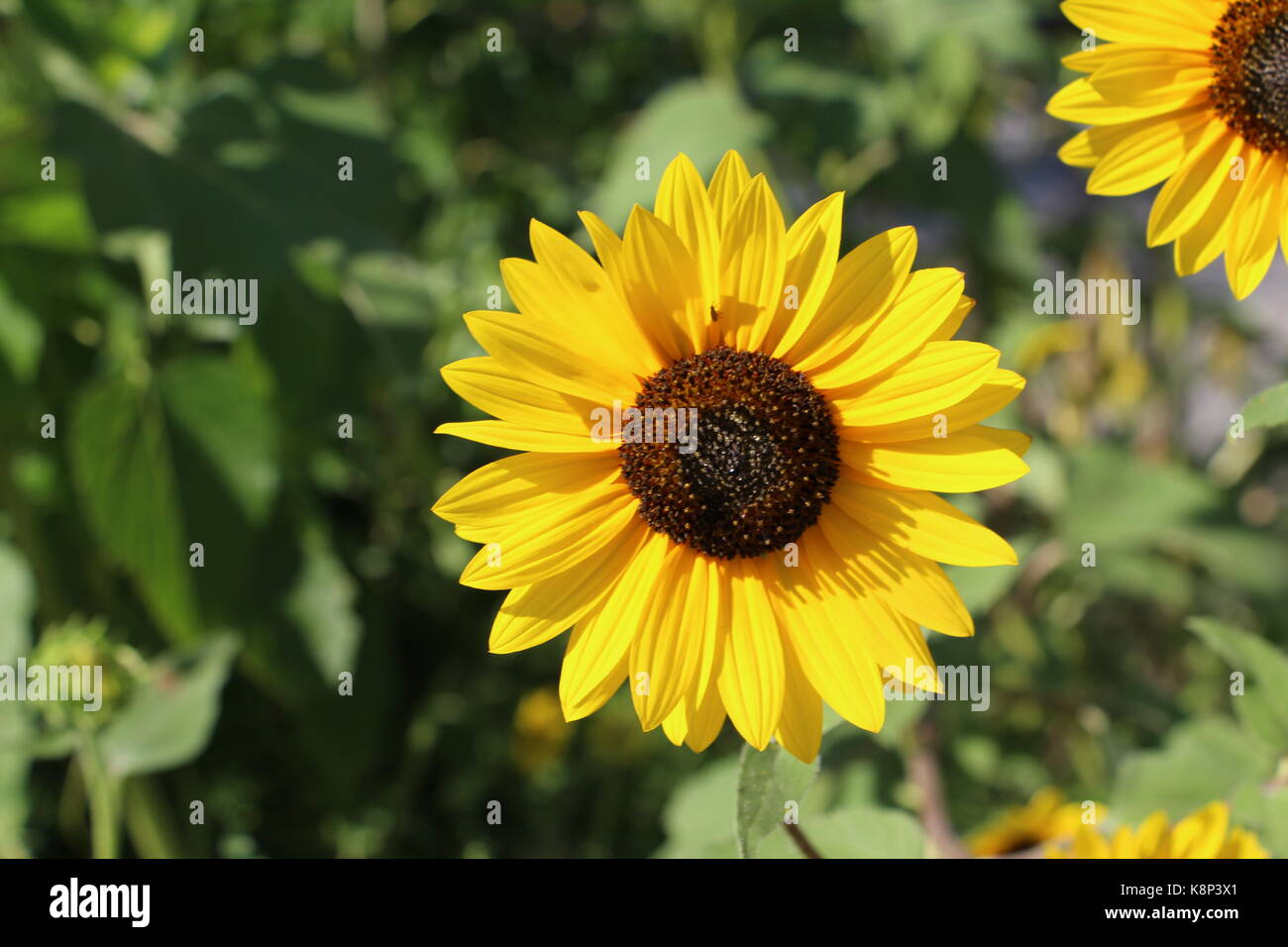 Wild sunflower on bright day in a Kansas field Stock Photo - Alamy
