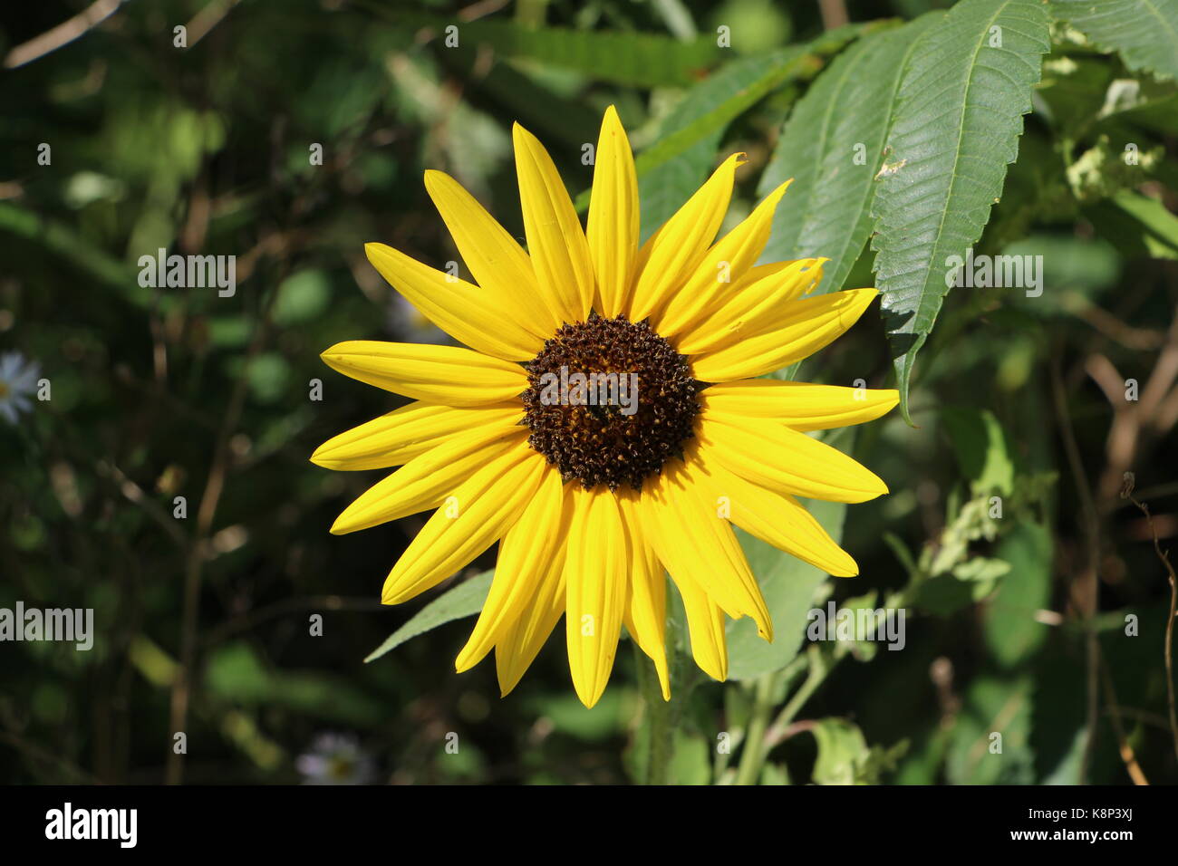 Wild sunflower on bright day in a Kansas field Stock Photo - Alamy