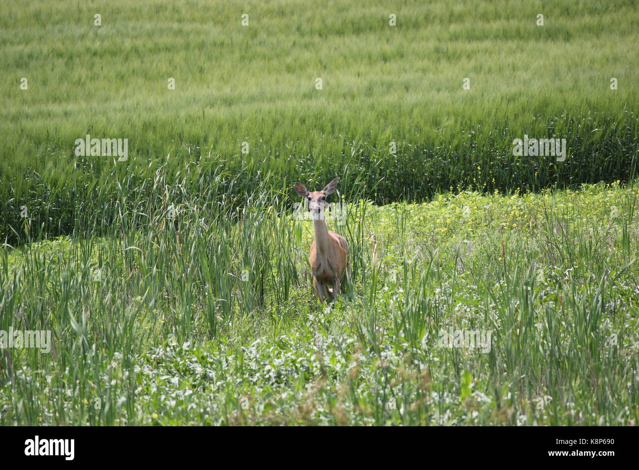 Doe on the side of the country road Stock Photo - Alamy