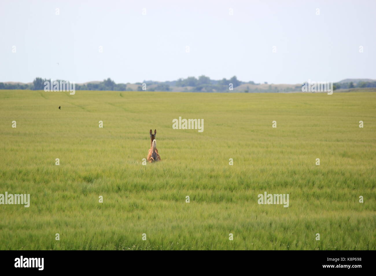 Doe in field Stock Photo - Alamy